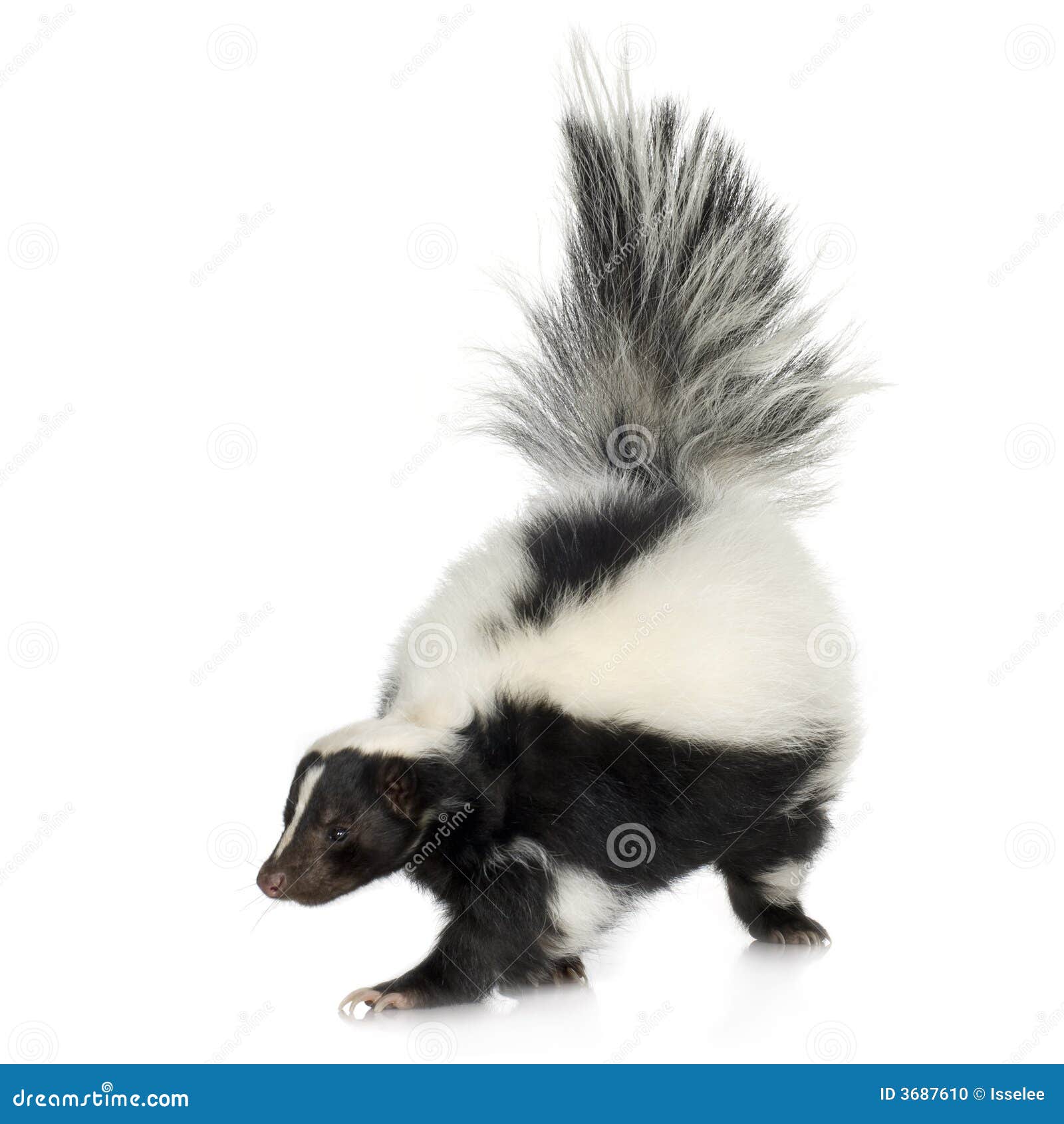 Striped Skunk - Mephitis Mephitis Stock Photo - Image of wildlife, pass ...