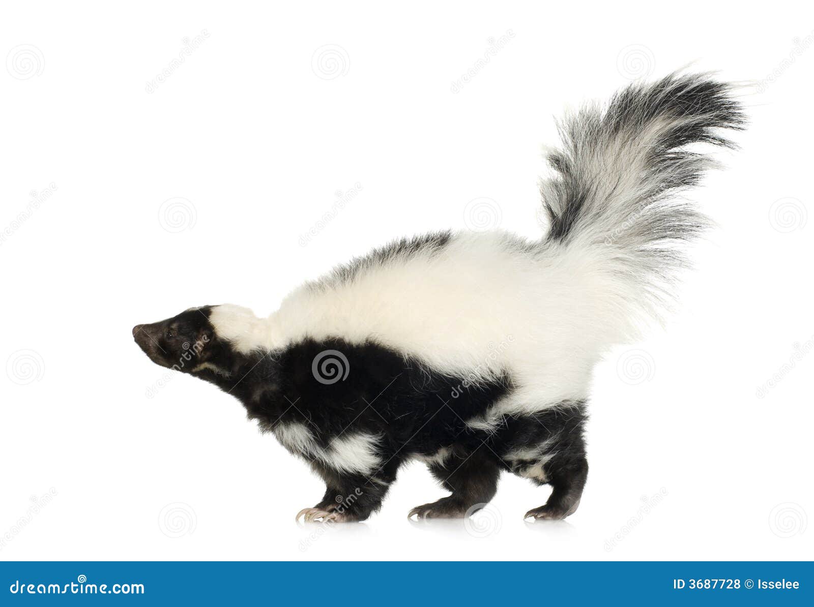 Striped Skunk (Mephitis Mephitis) Walks Away Tail Lifted Stock Image ...