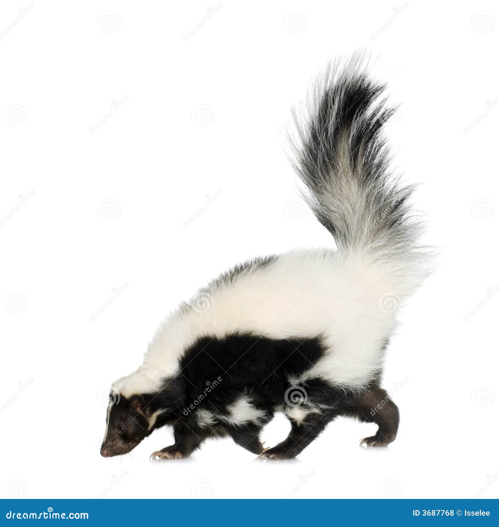 Striped Skunk - Mephitis Mephitis Stock Photo - Image of black ...