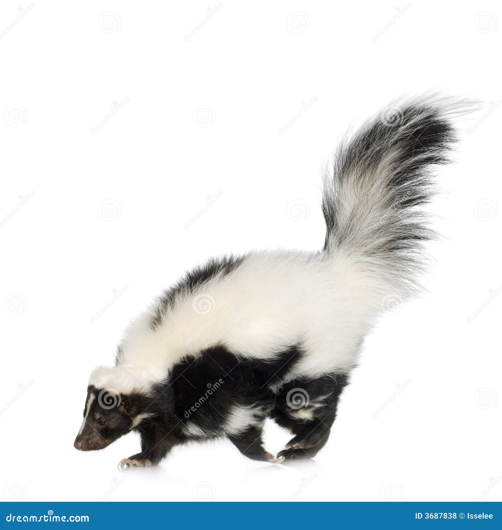 Striped Skunk - Mephitis Mephitis Stock Photo - Image of smelling ...