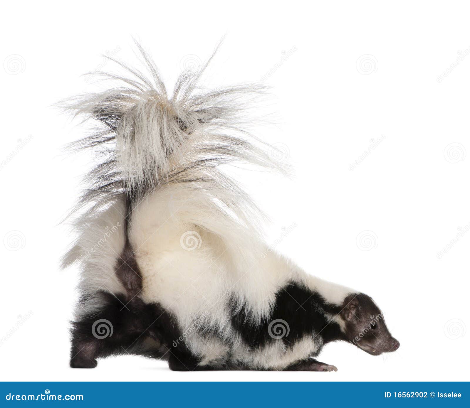 Striped Skunk, Mephitis Mephitis, 5 Years Old Stock Photo - Image of ...