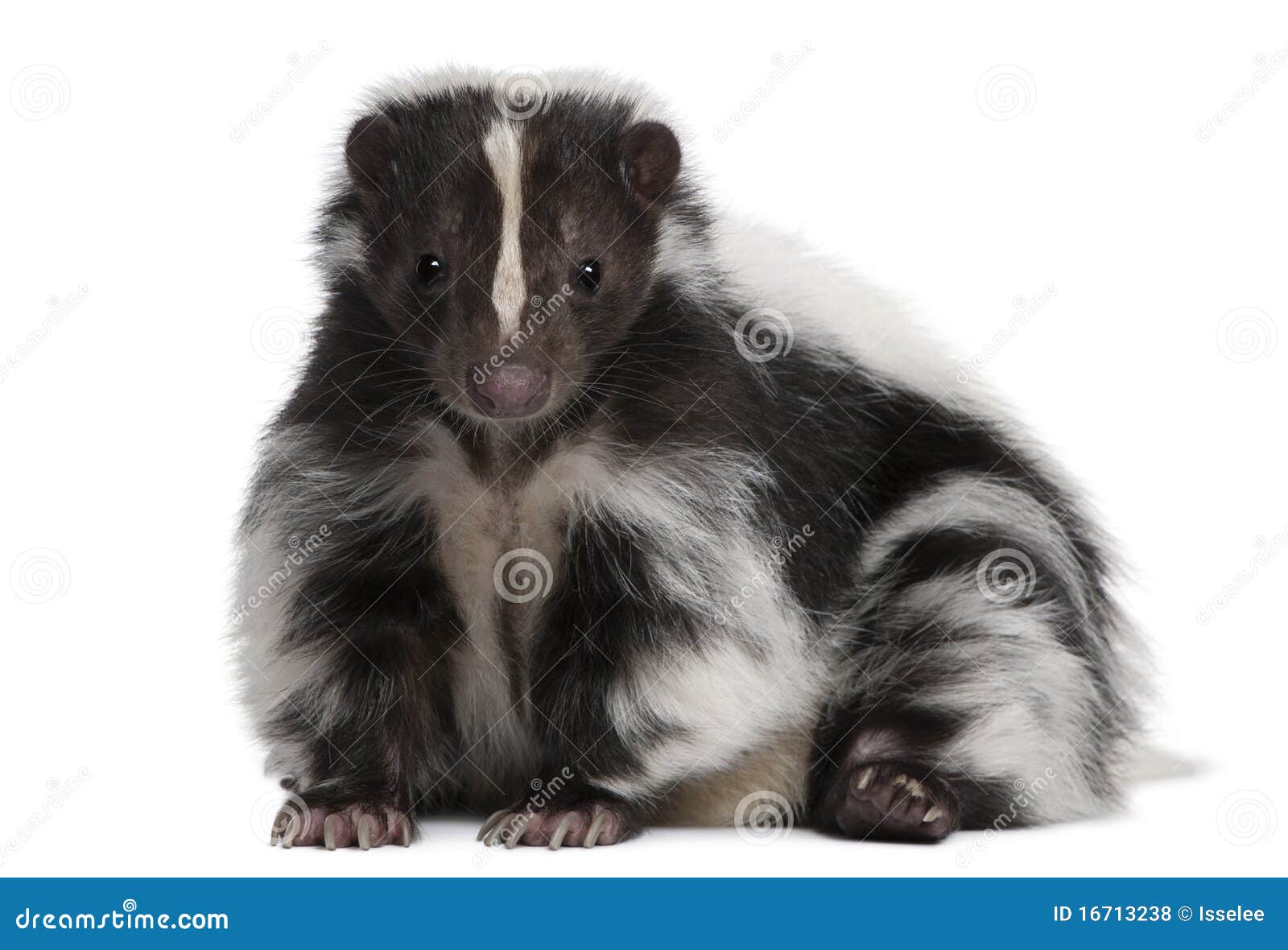 Striped Skunk (Mephitis Mephitis) Walks Away Tail Lifted Stock Image ...