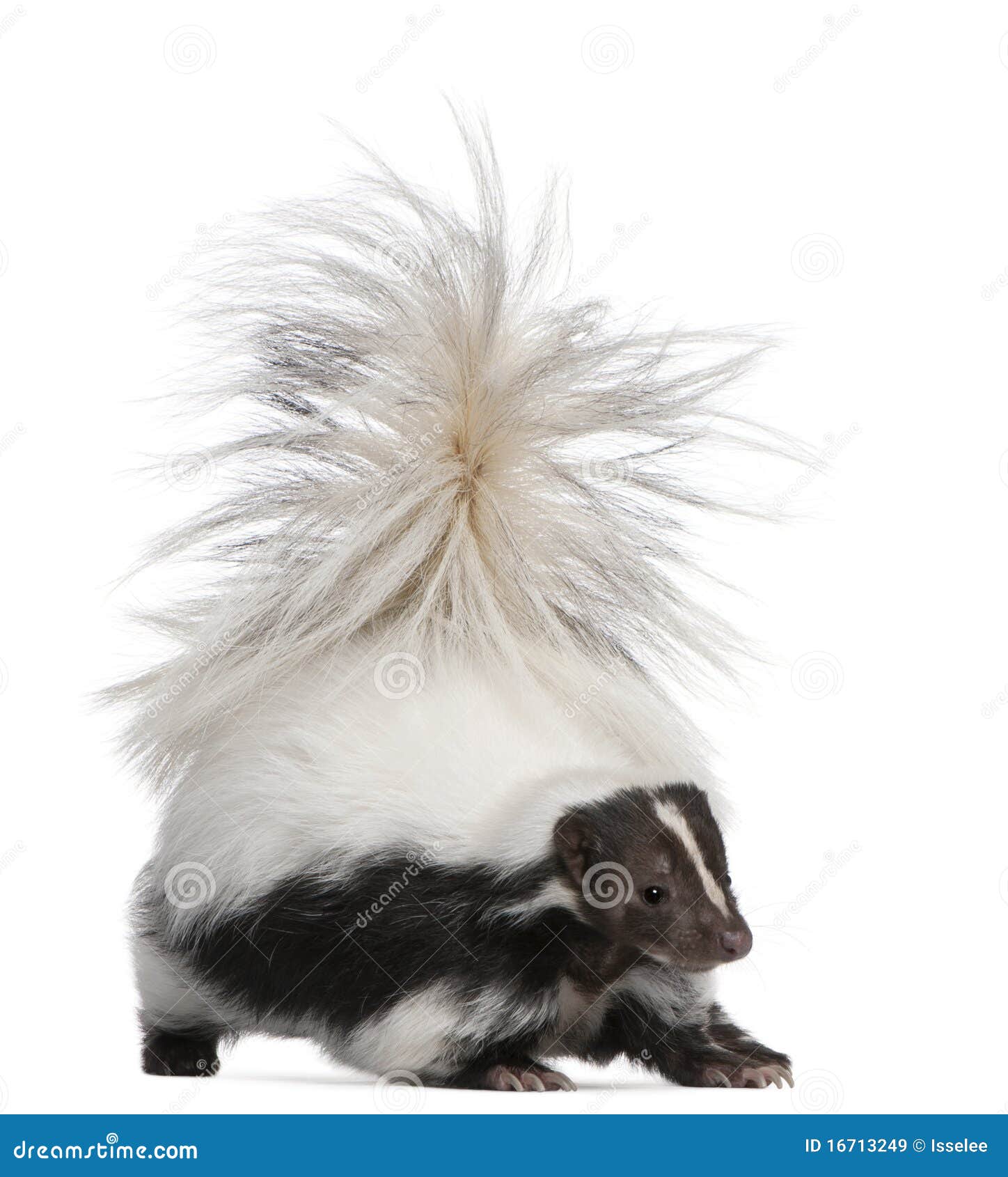 Striped Skunk (Mephitis Mephitis) Walks Away Tail Lifted Stock Image ...
