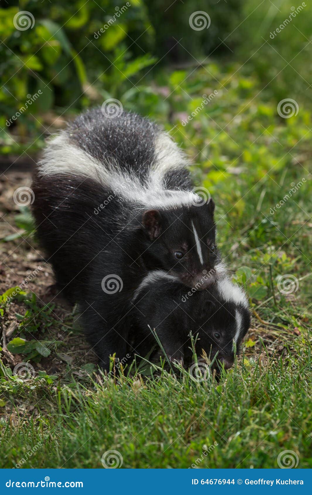 Striped Skunk (Mephitis Mephitis) Carries Kit Stock Photo - Image of ...