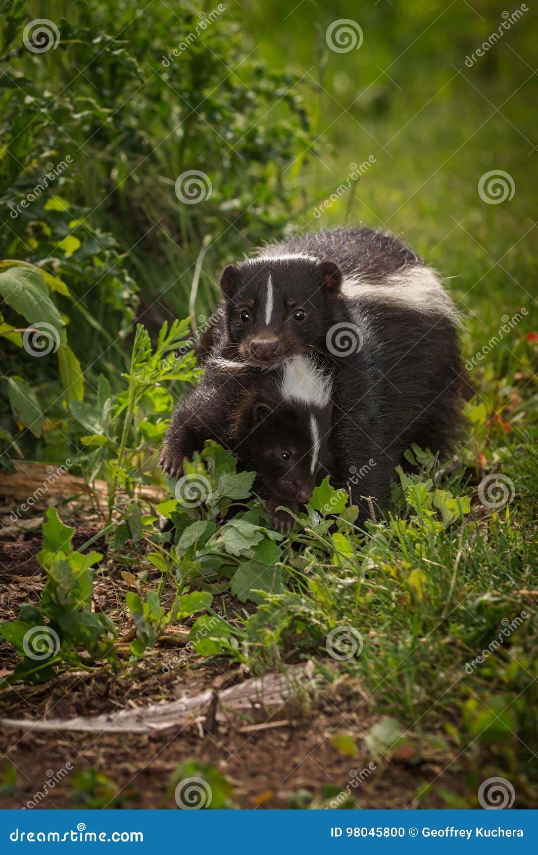 Striped Skunk Mephitis Mephitis Carries Kit Forward Stock Photo - Image ...