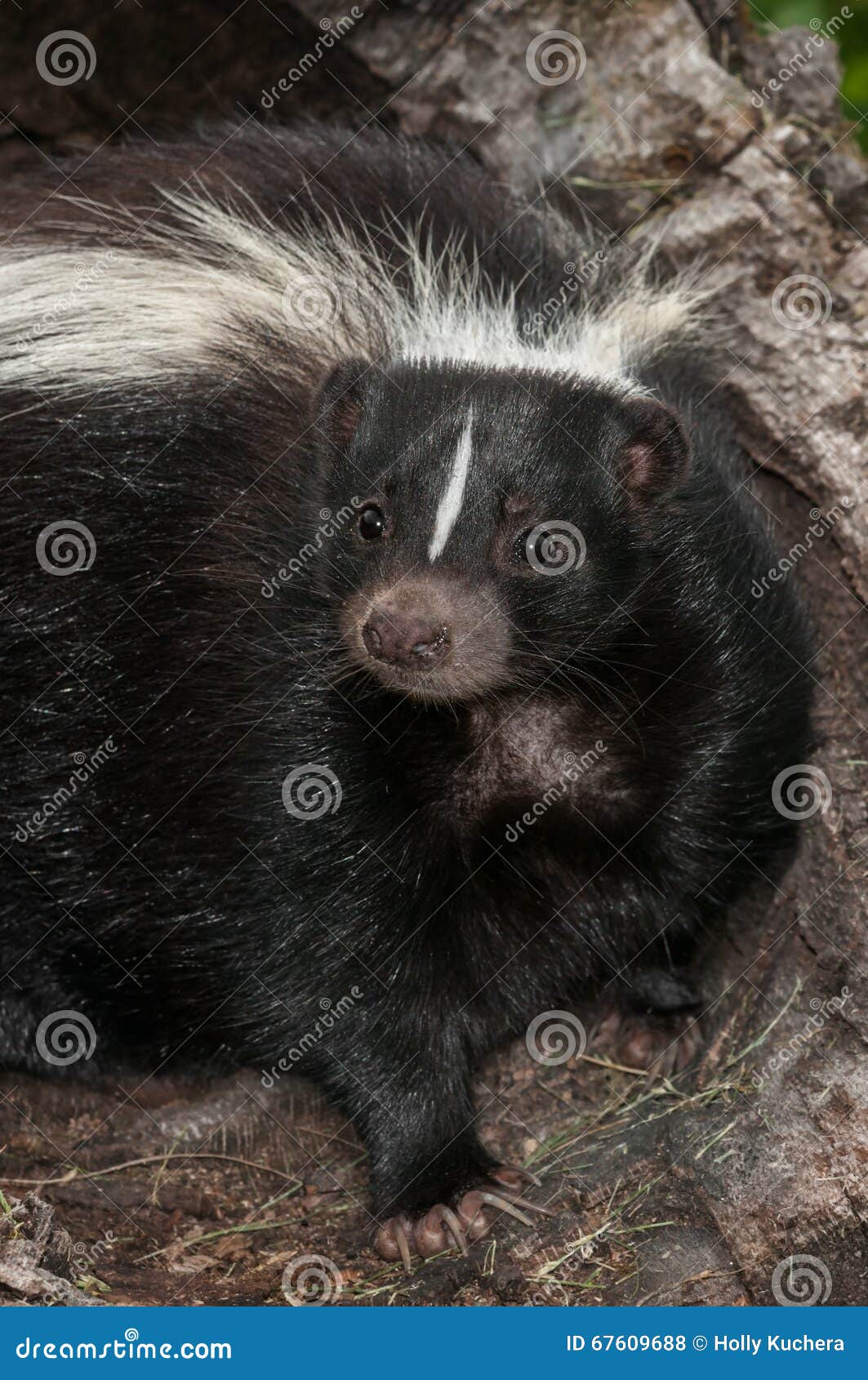 Striped Skunk (Mephitis Mephitis) Closeup Stock Photo - Image of ...