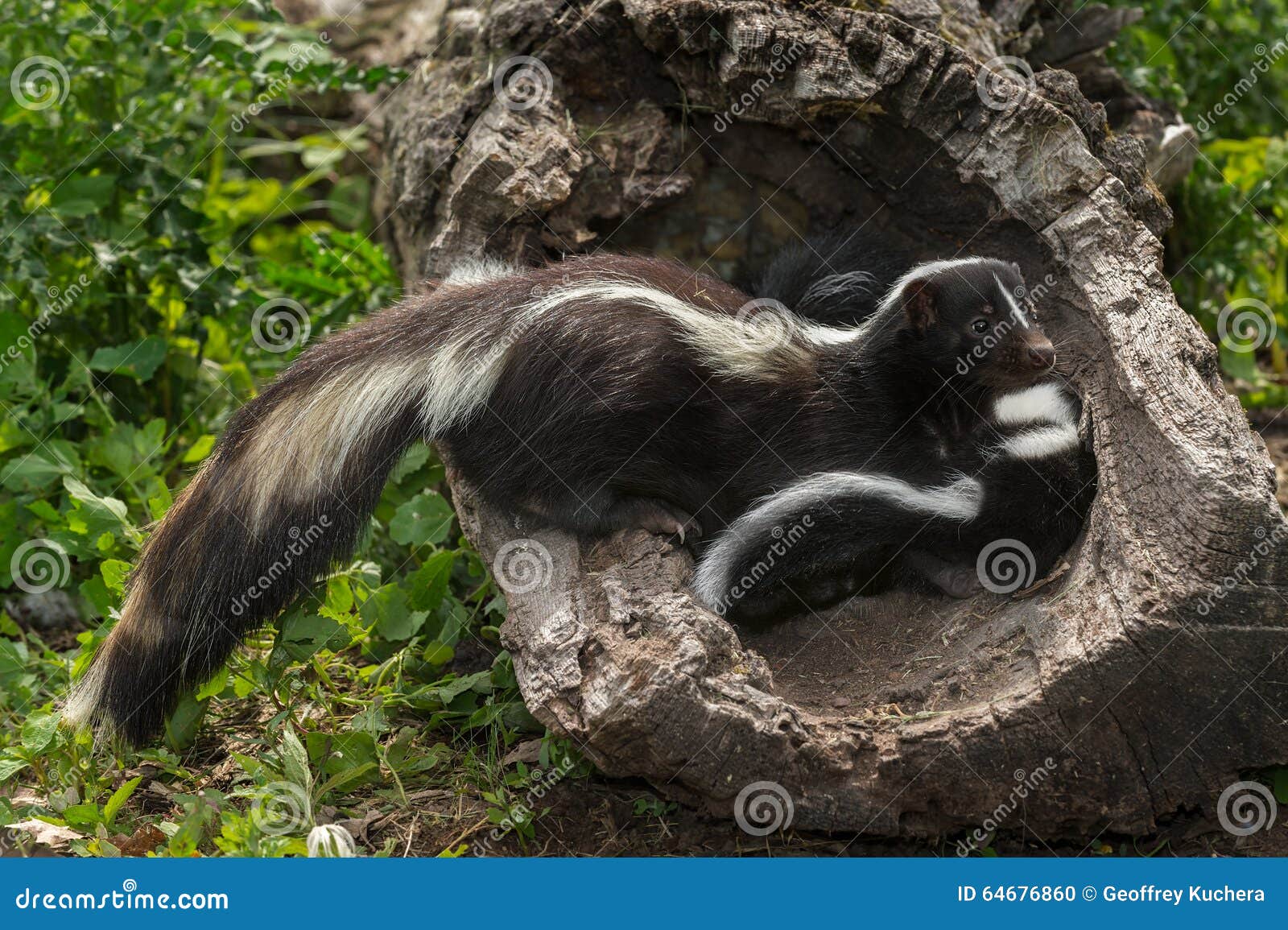 Striped Skunk (Mephitis Mephitis) Glances Away from Kits Stock Photo ...