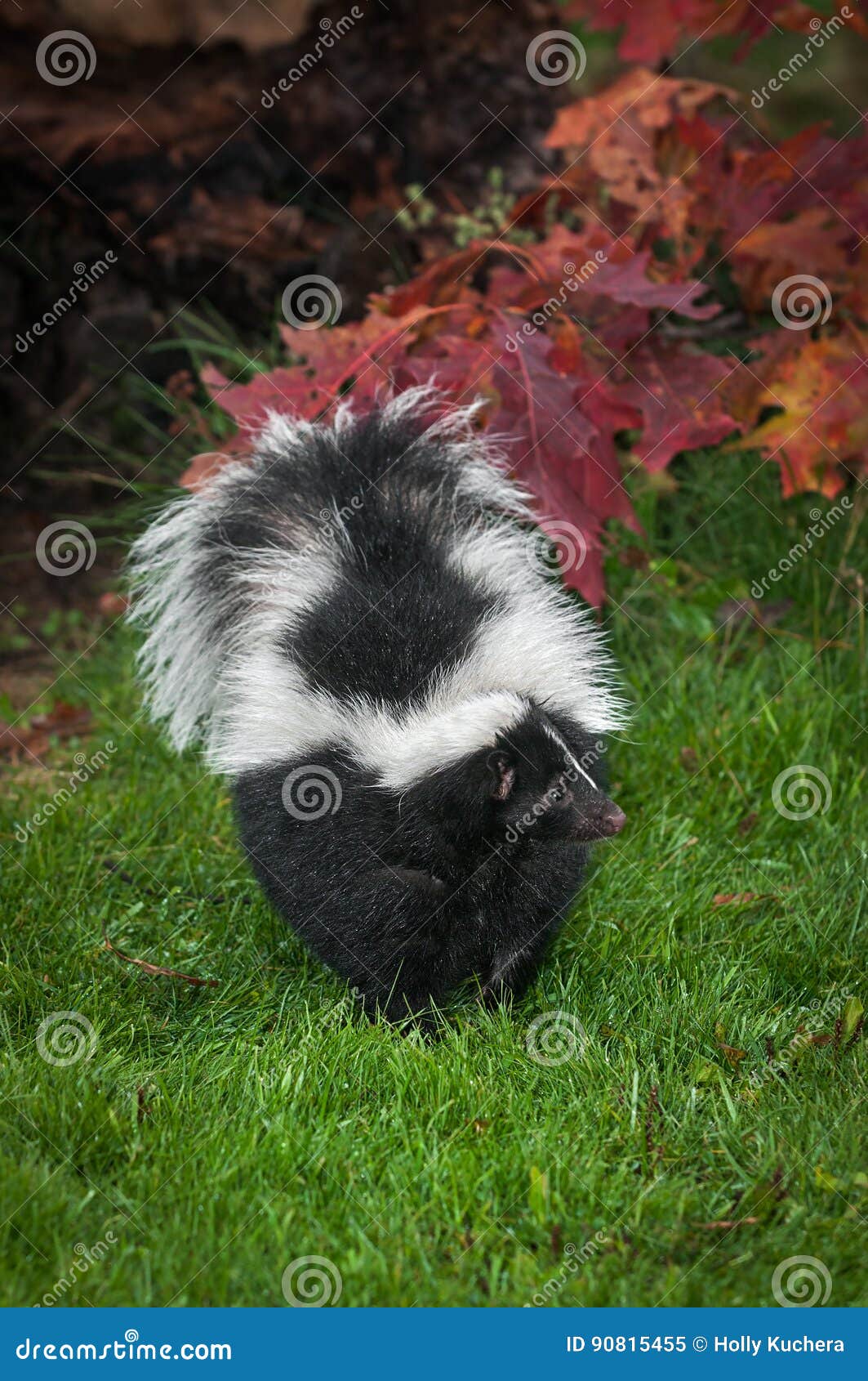 Striped Skunk Mephitis Mephitis in Grass Paw Up Stock Image - Image of ...