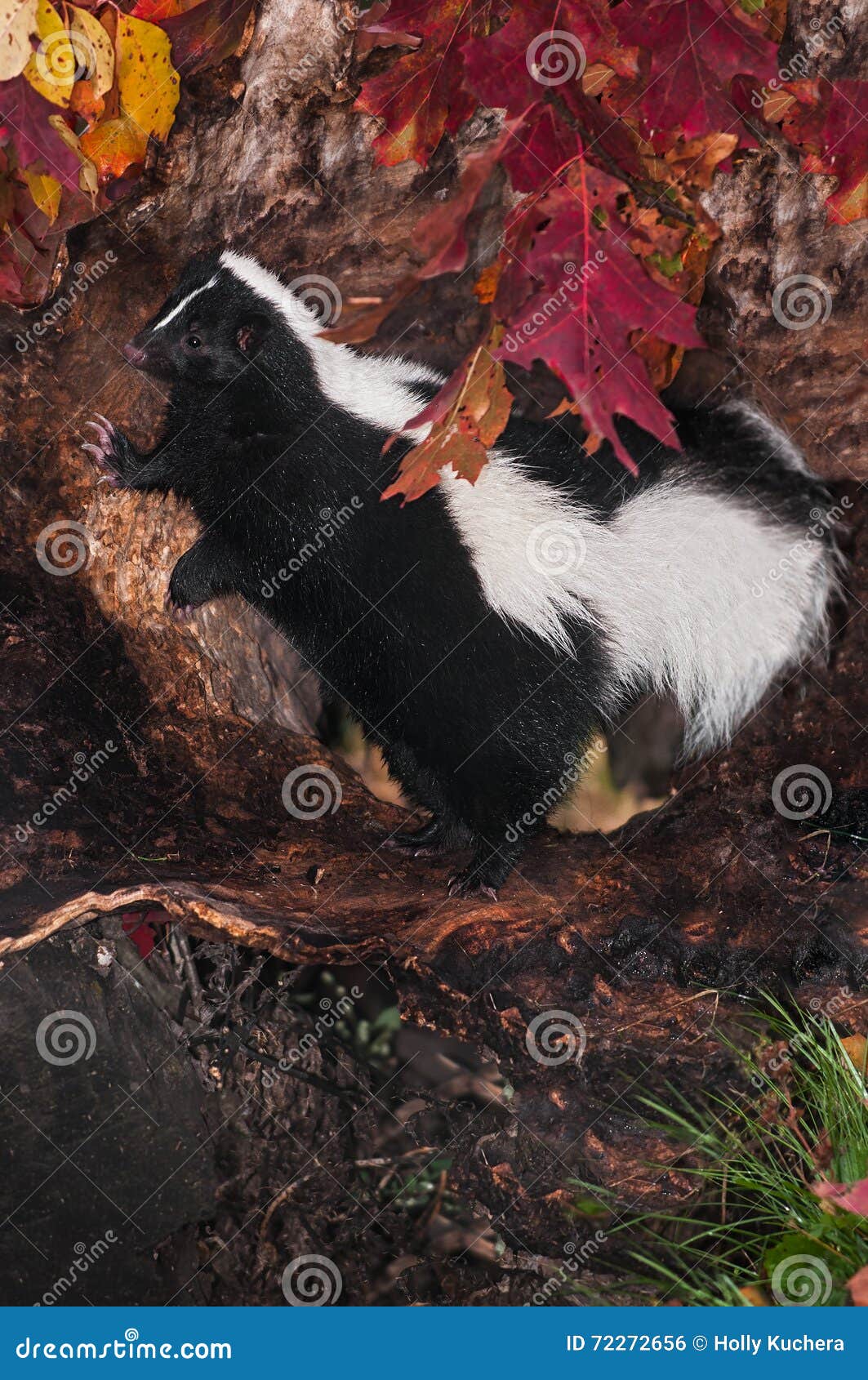 Striped Skunk Mephitis Mephitis Leans Log Stock Photos - Free & Royalty ...
