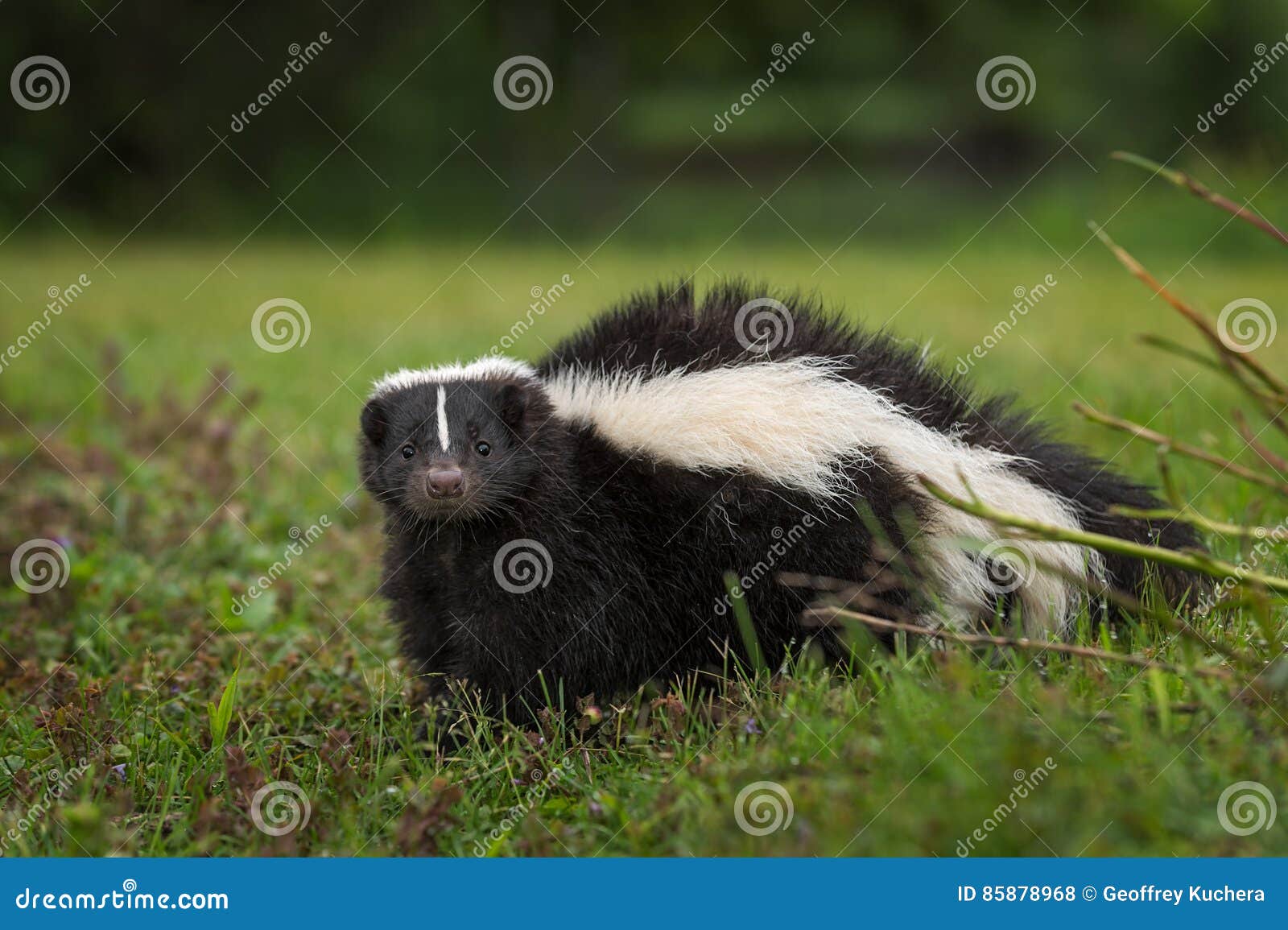 Striped Skunk Mephitis Mephitis Looks Out from Ground Stock Photo ...