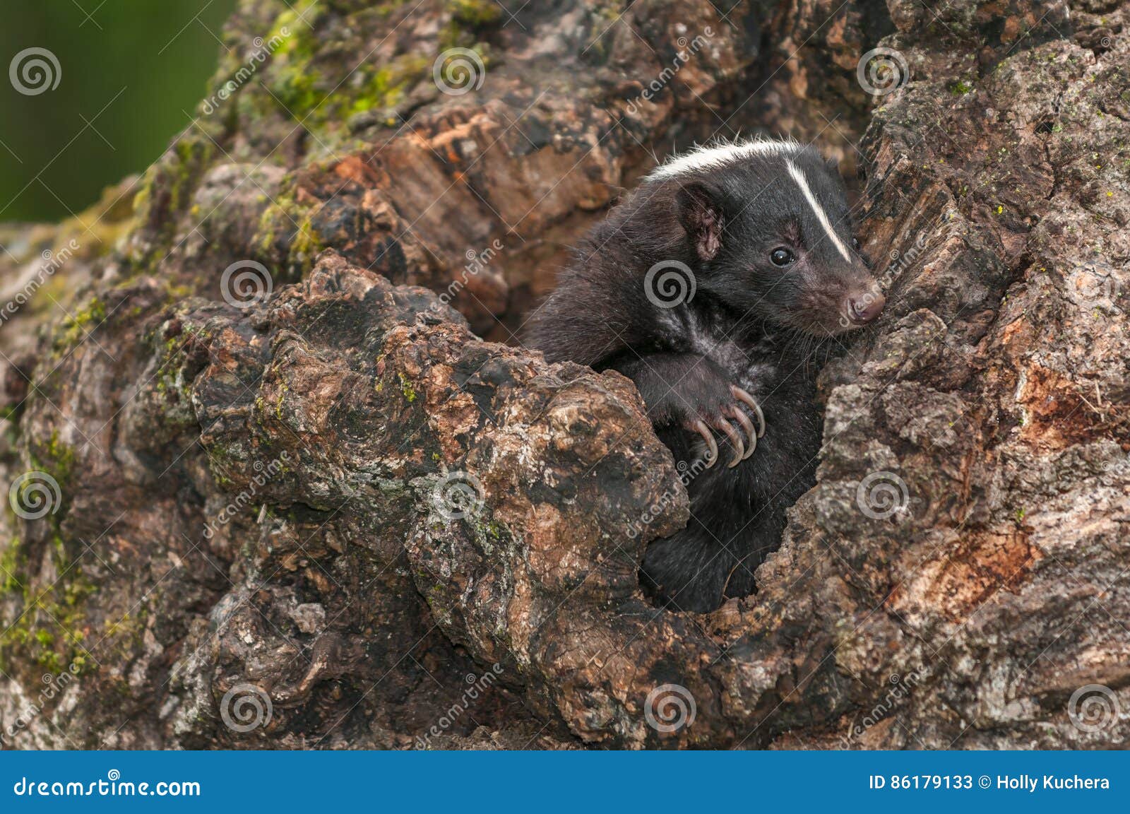 Striped Skunk Mephitis Mephitis Looks Right from within Log Stock Image ...