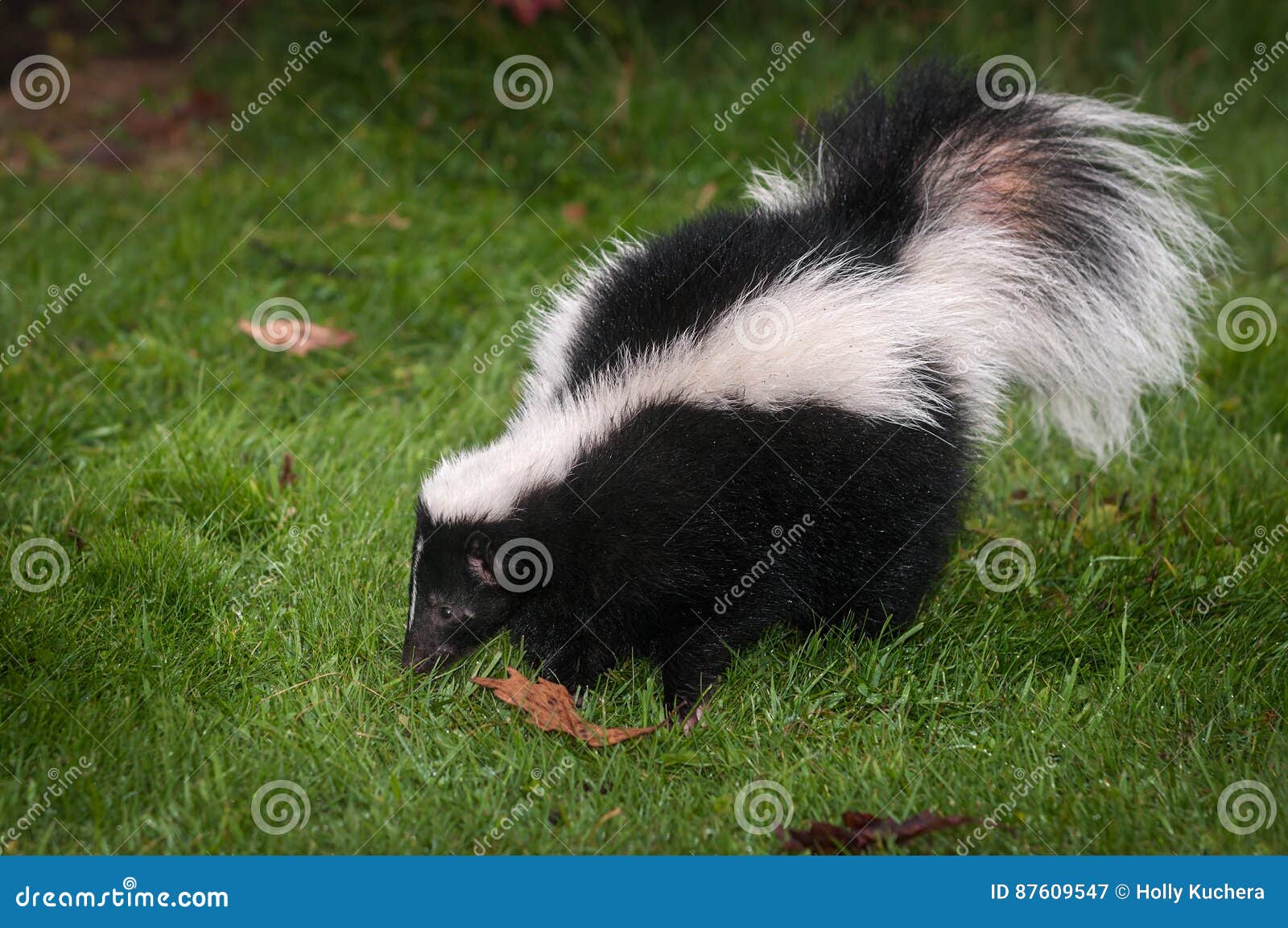 Striped Skunk Family Mephitis Mephitis Wedged In Log Royalty-Free Stock ...