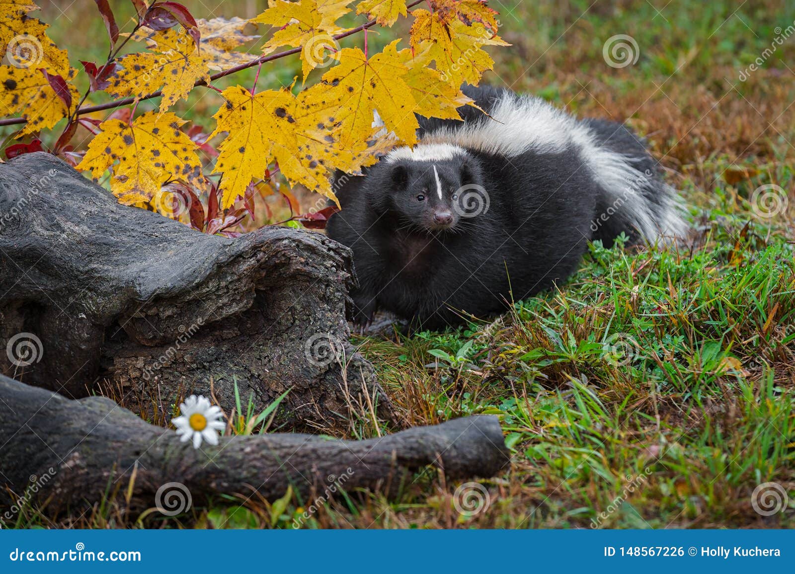 Striped Skunk Mephitis Mephitis Steps Forward from Behind Log Autumn ...