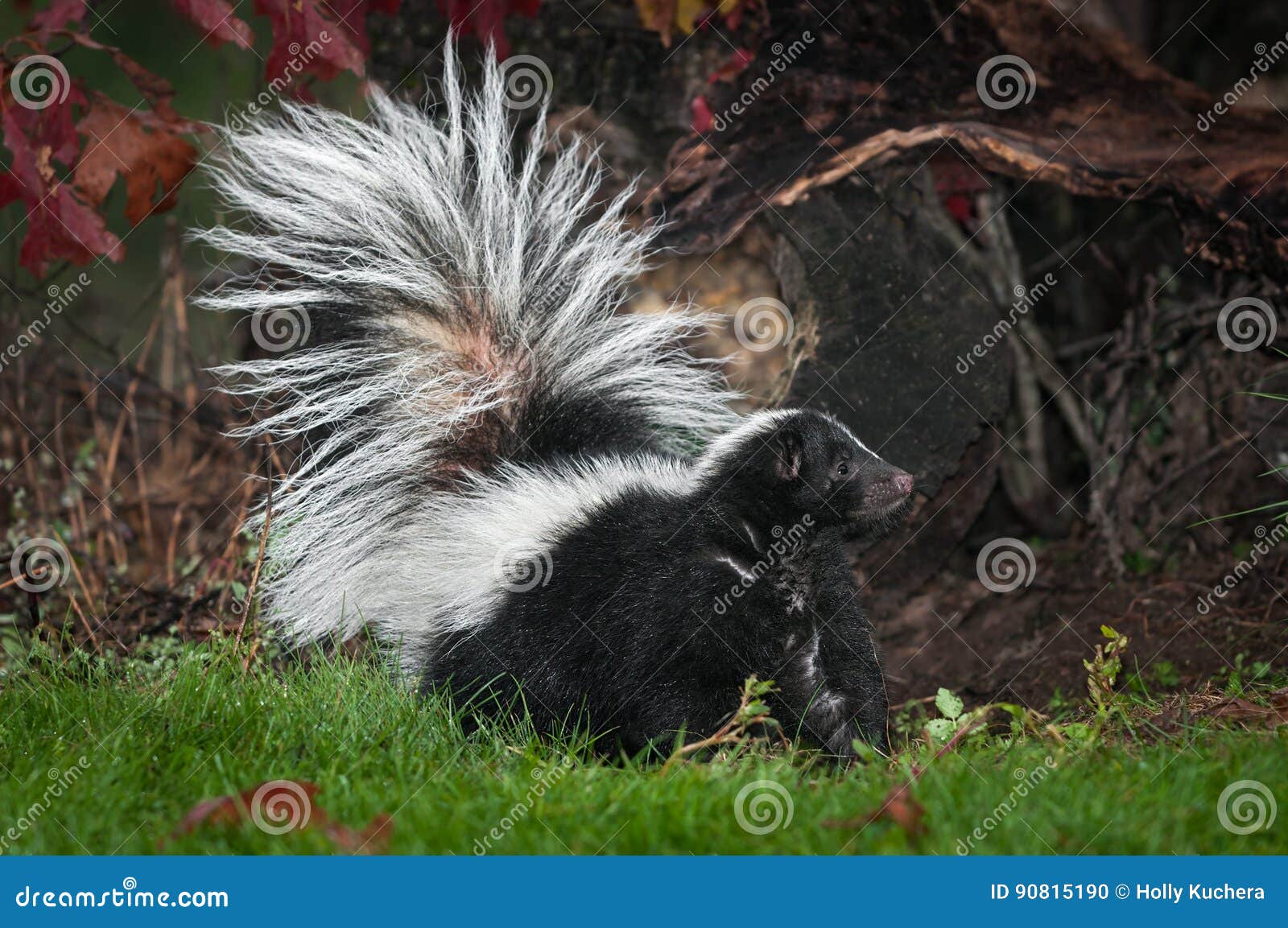 Striped Skunk Mephitis Mephitis Stomps Feet Stock Photo - Image of ...