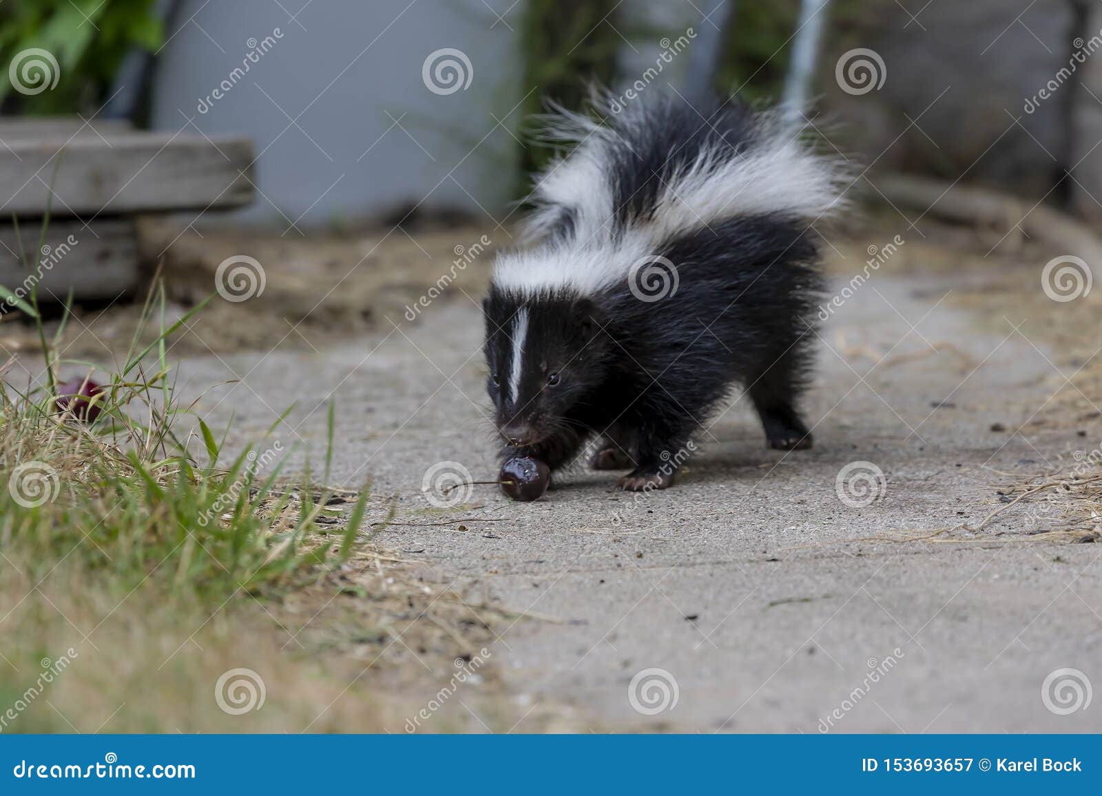 The Striped Skunk Mephitis Mephitis Stock Image - Image of natural ...