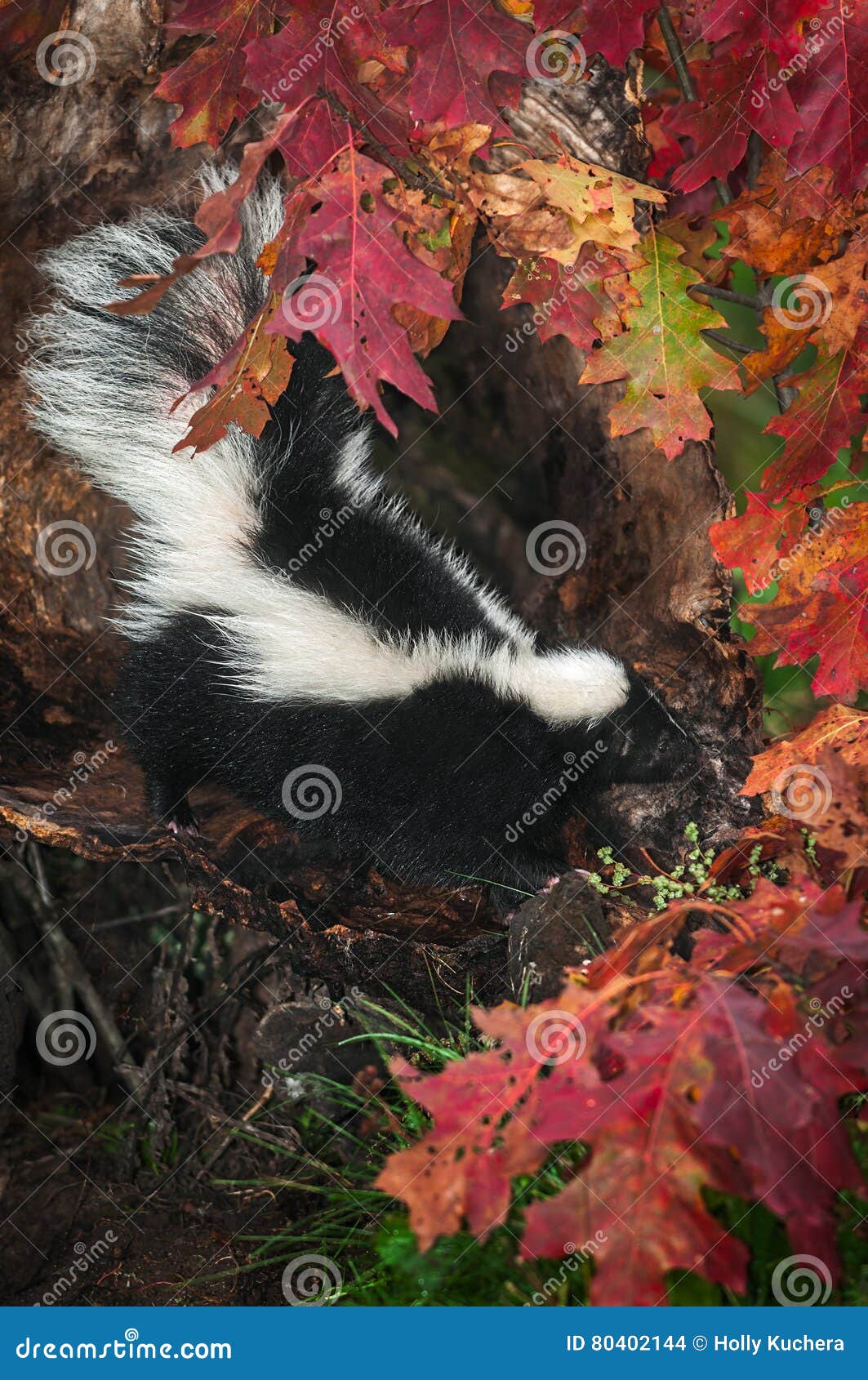Striped Skunk Mephitis Mephitis Surrounded Leaves Stock Photos - Free ...