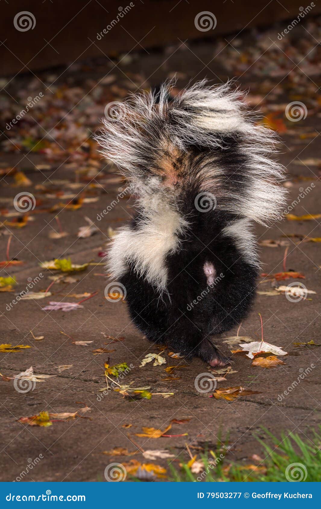 Striped Skunk (Mephitis Mephitis) Walks Away Tail Lifted Stock Image ...