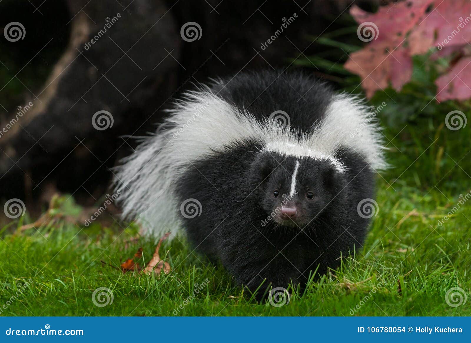 Striped Skunk Mephitis Mephitis Walks Forward in Grass Stock Photo ...