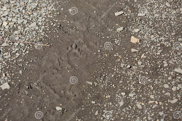 Striped Skunk Tracks stock photo. Image of outline, clay - 231411248