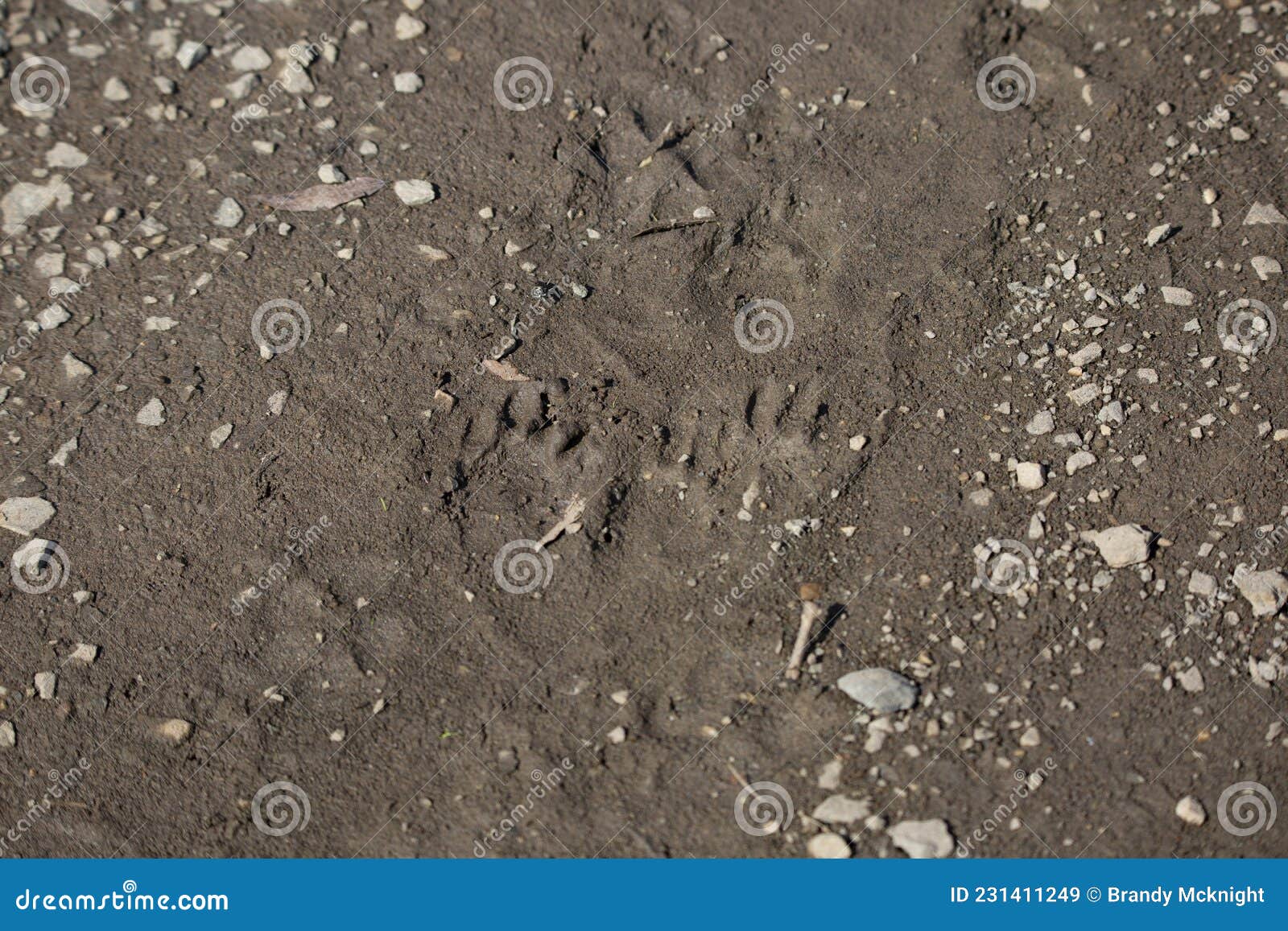 Striped Skunk Tracks