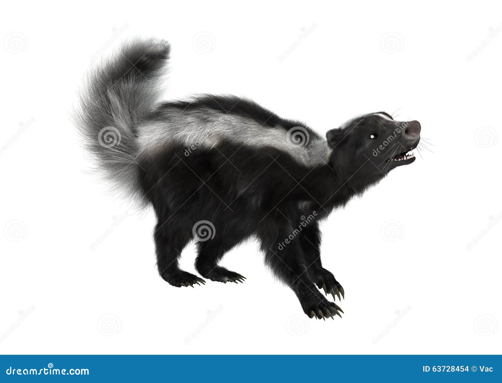 Mephitis Mephitis Stock Illustrations – 83 Mephitis Mephitis Stock ...