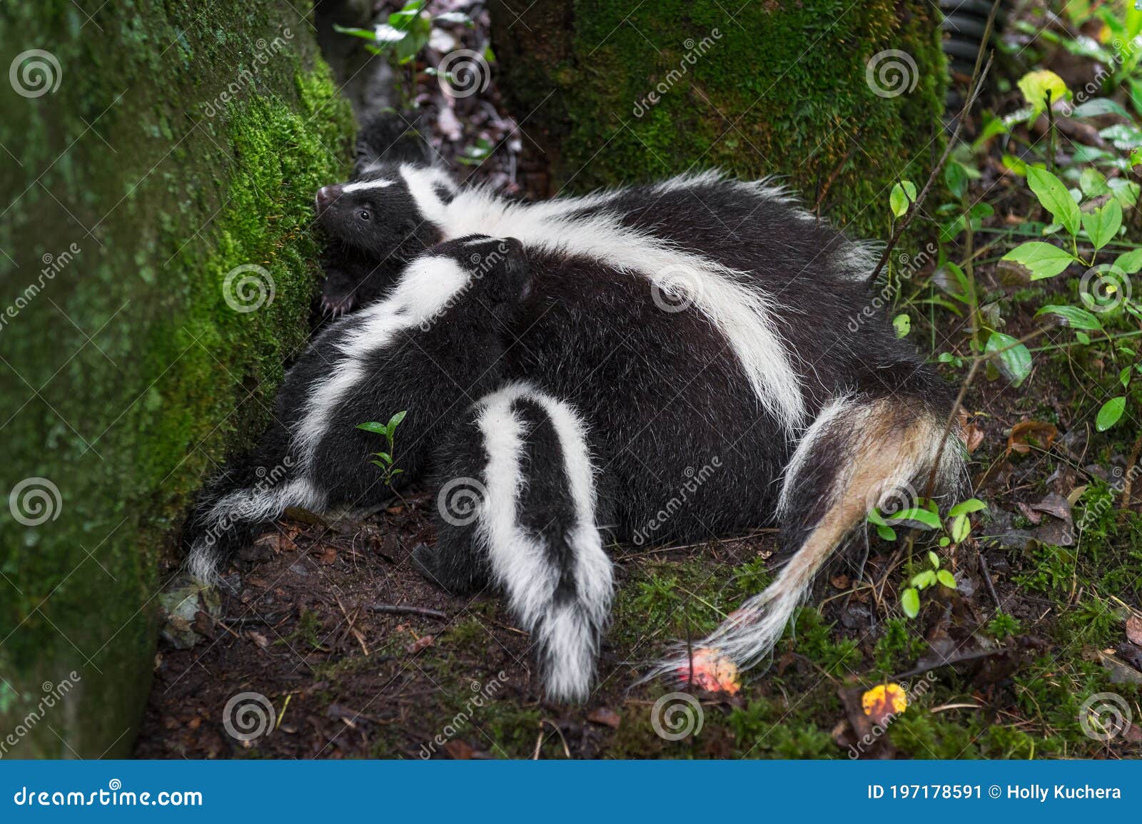 Striped Skunks Mephitis Mephitis between Mossy Rock and Tree Summer ...