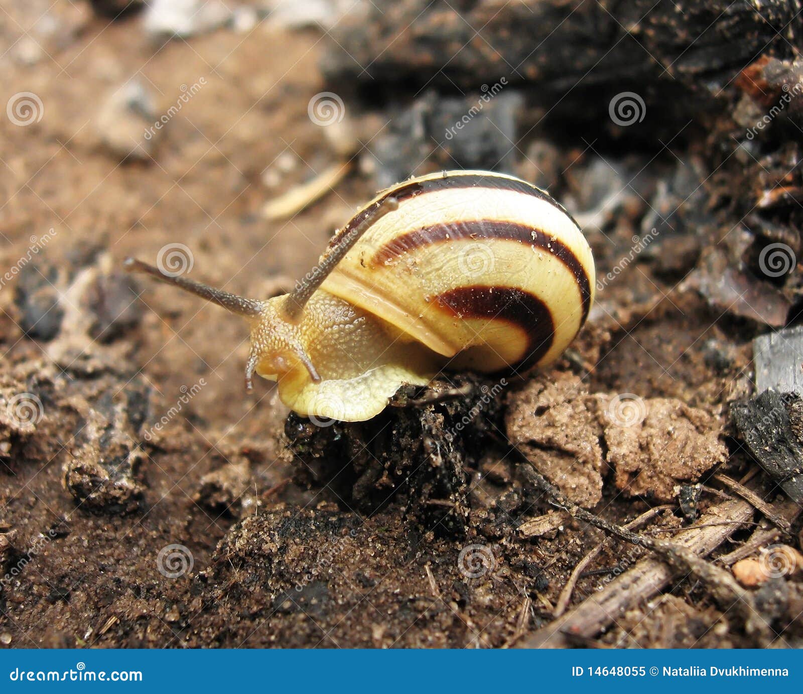 Striped snail stock image. Image of animal, black, shell - 14648055