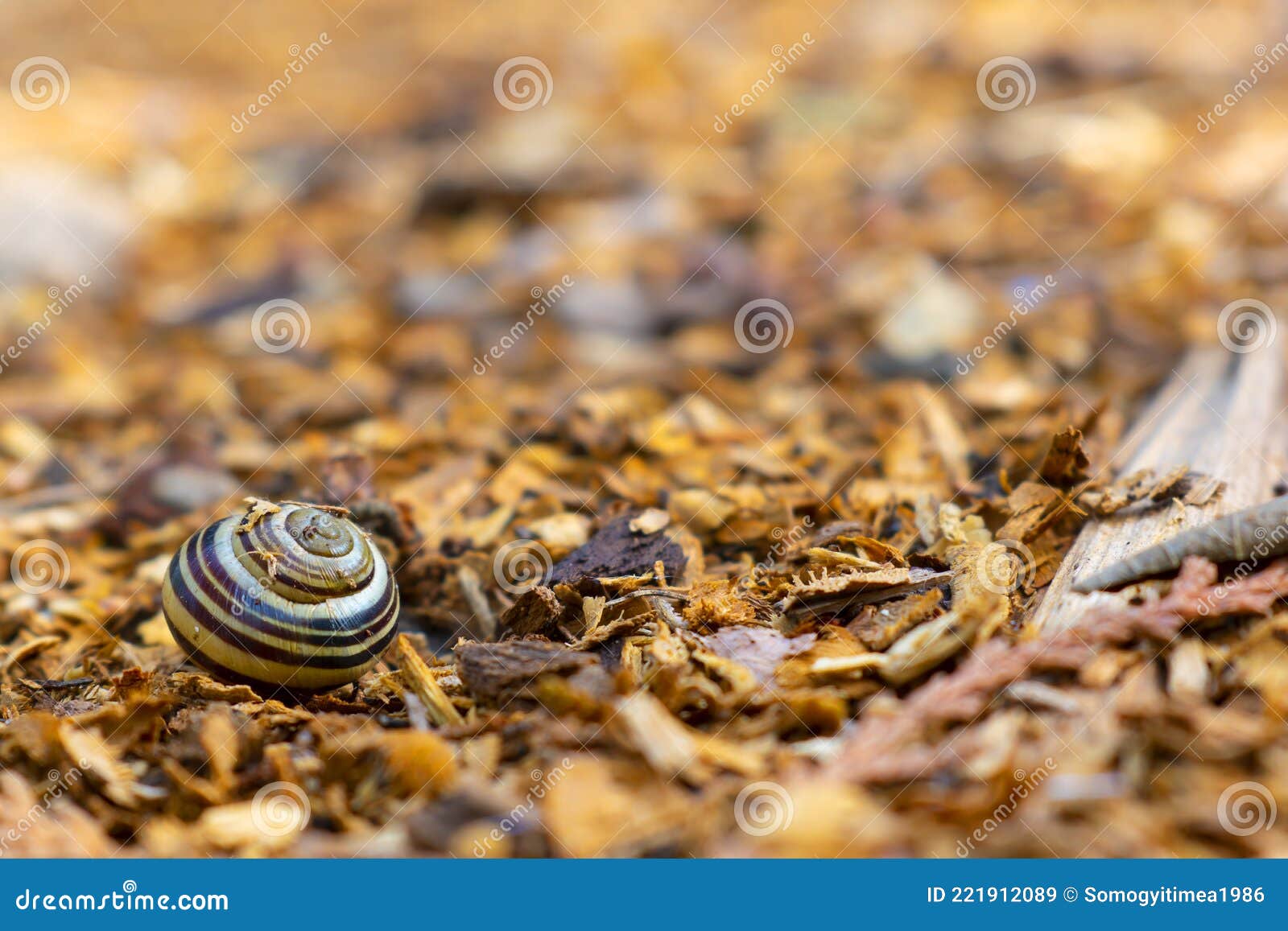 Striped Snail Shell in Wood Shavings. Stock Image - Image of shell ...