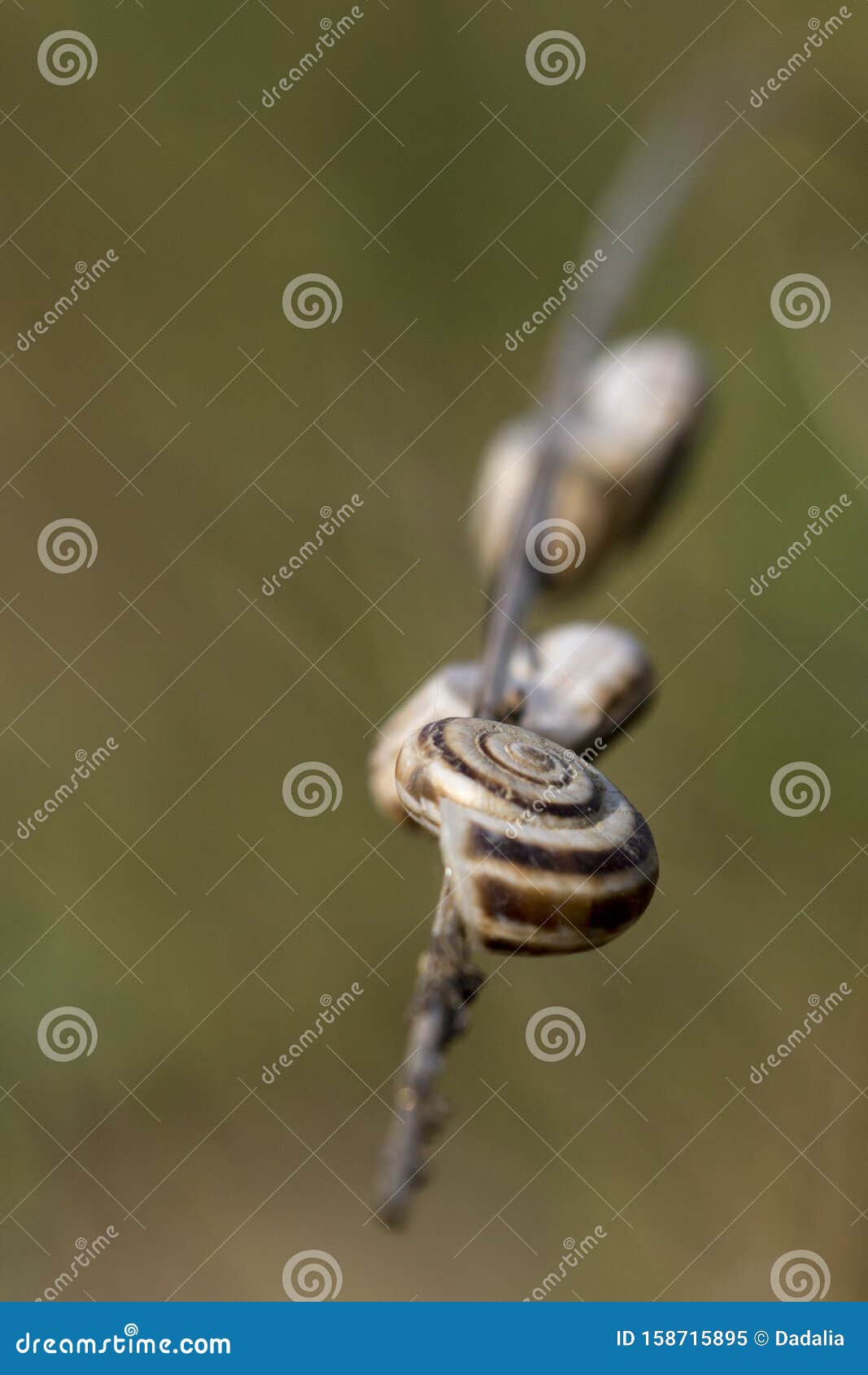 The Striped Snail Theodoxus Transversalis Stock Image - Image of ...
