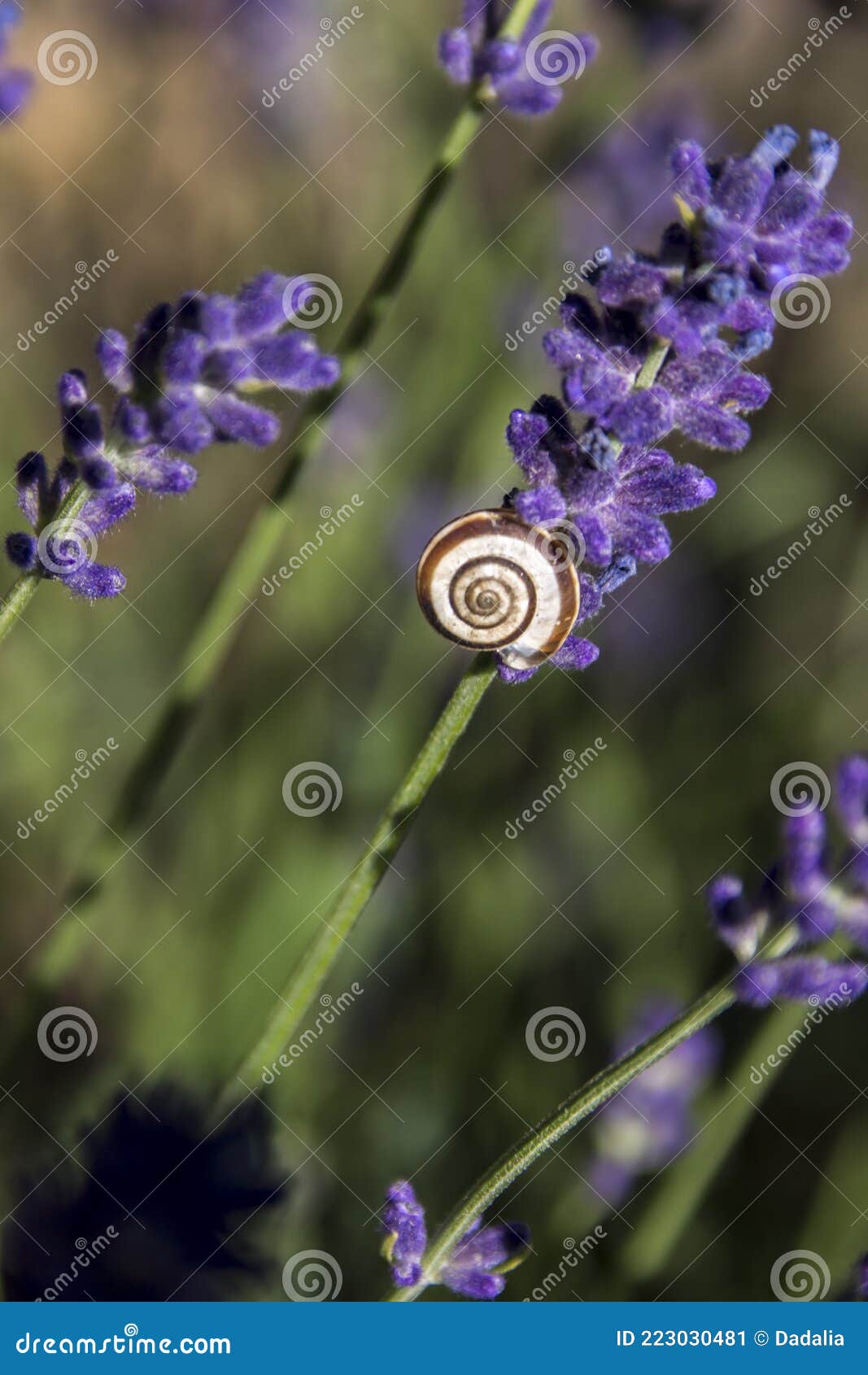 The Striped Snail Theodoxus Transversalis Stock Image - Image of brown ...