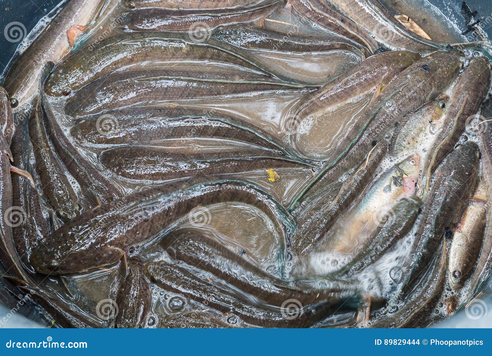 Striped snakehead fish stock photo. Image of group, fish - 89829444