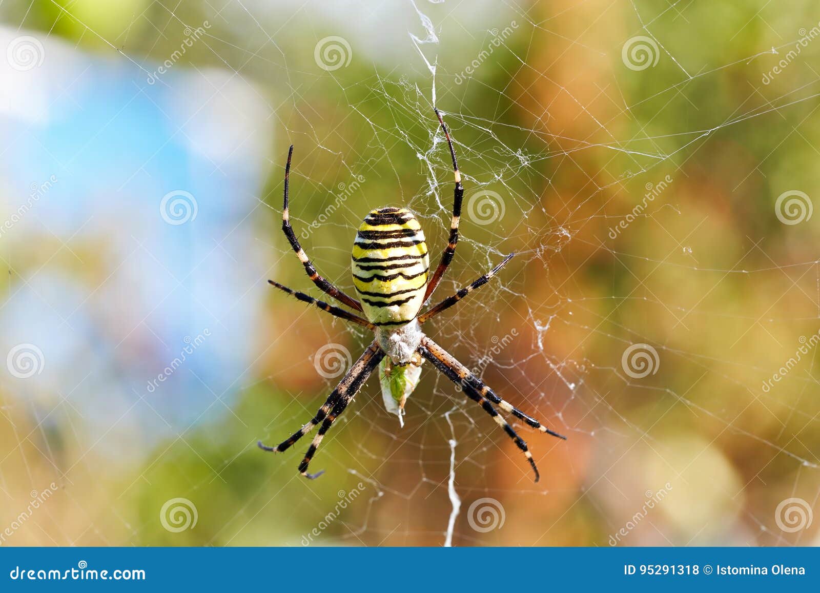 Striped Spider Argiope Bruennichi, Wasp Spider Stock Photo - Image of ...