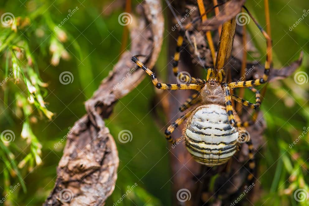 A Striped Spider stock photo. Image of detail, hunting - 106361996