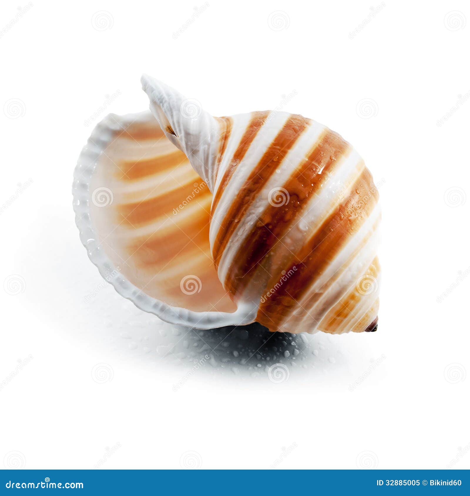 Striped spiral seashell. stock image. Image of isolated - 32885005