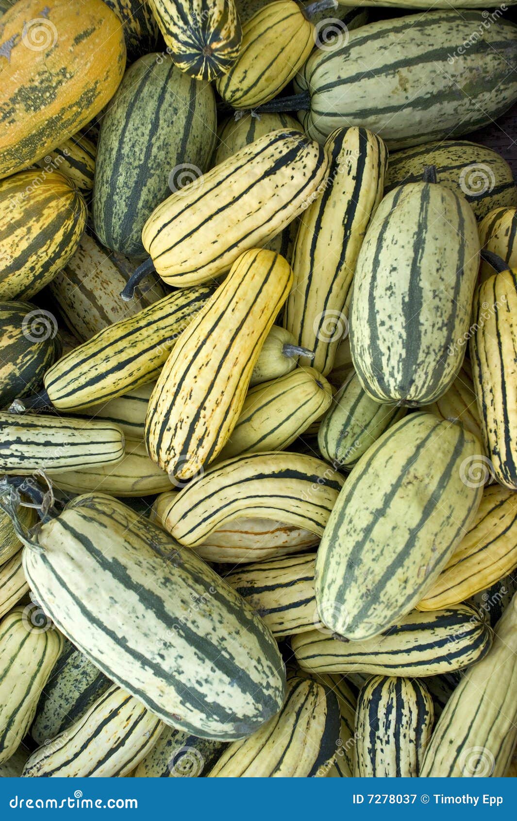 Striped squash stock image. Image of striped, background - 7278037