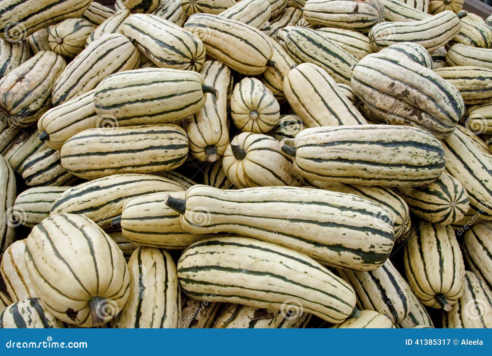 STRIPED SQUASH stock image. Image of sweet, healthy, yellow - 41385317