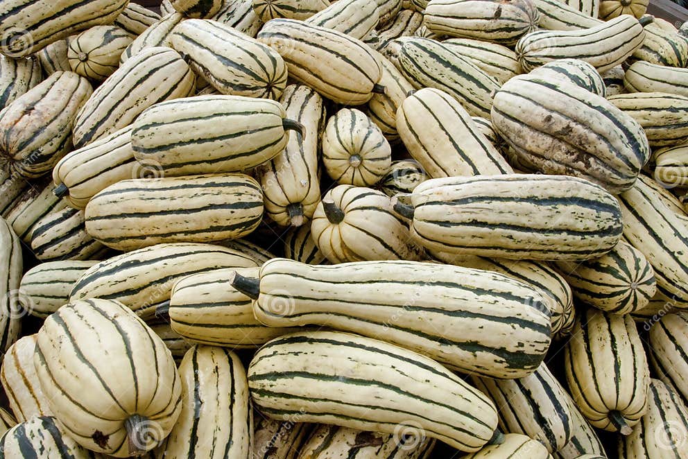 STRIPED SQUASH stock image. Image of sweet, healthy, yellow - 41385317