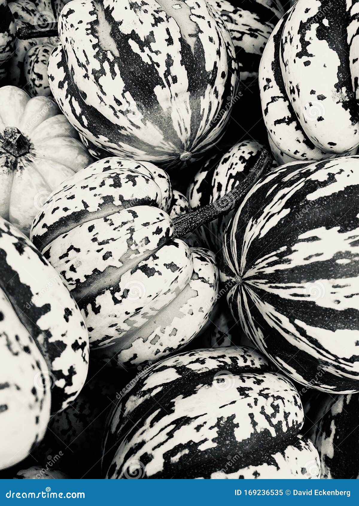 Striped squash patch stock image. Image of squash, white - 169236535