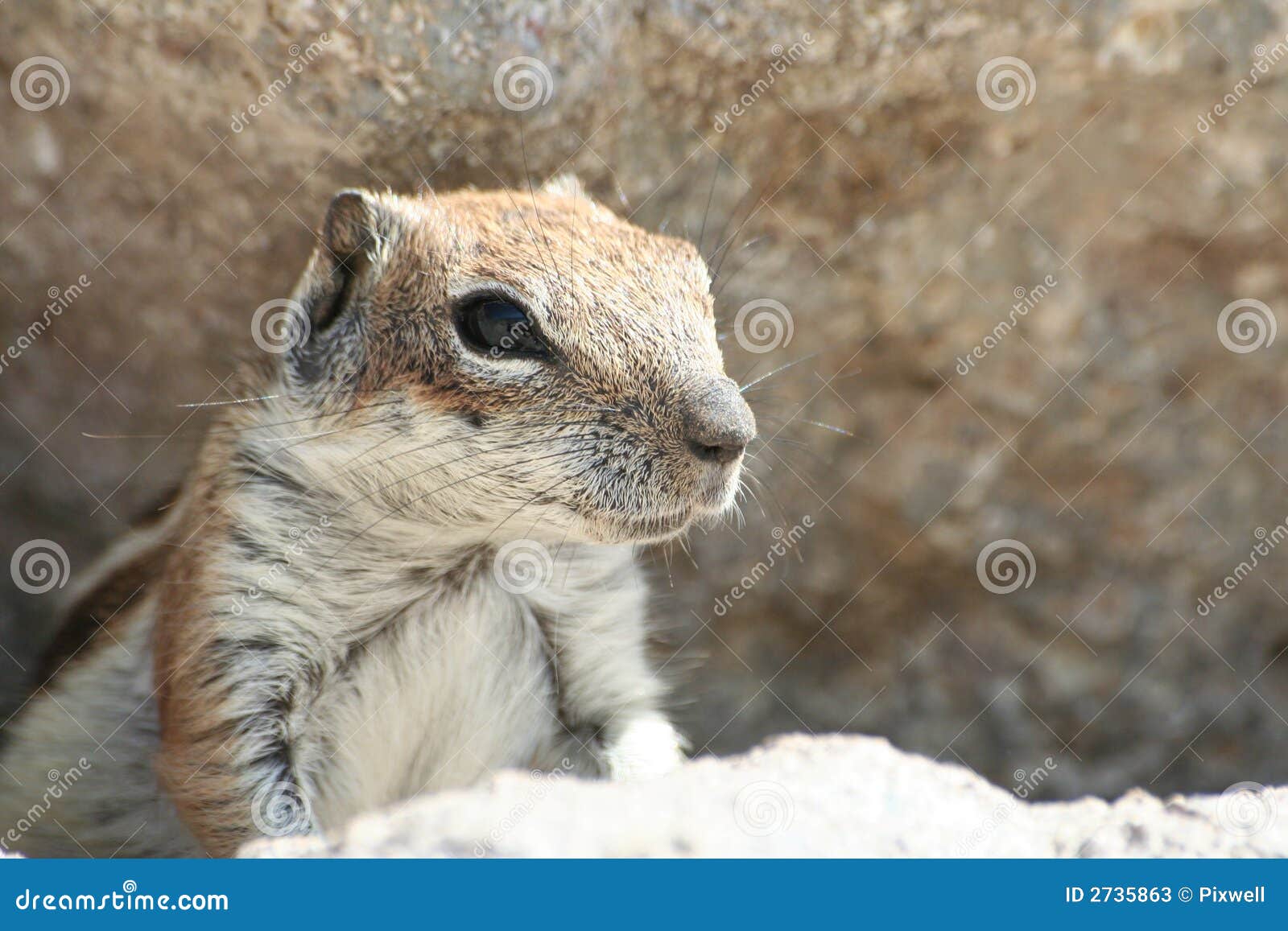 Striped squirrel stock image. Image of rocky, adorable - 2735863