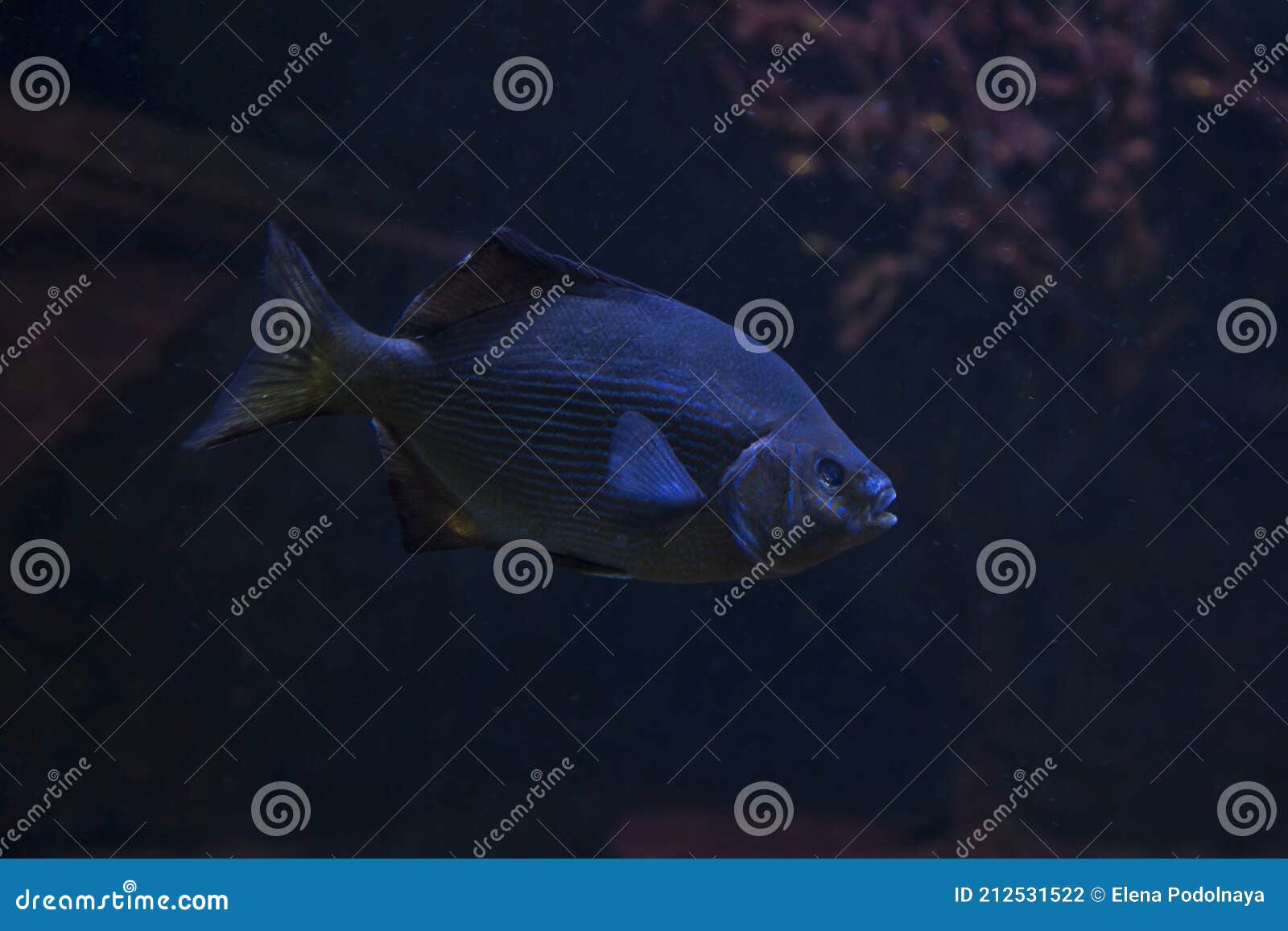 Striped Surfperch Embiotoca Lateralis. Stock Photo - Image of color ...