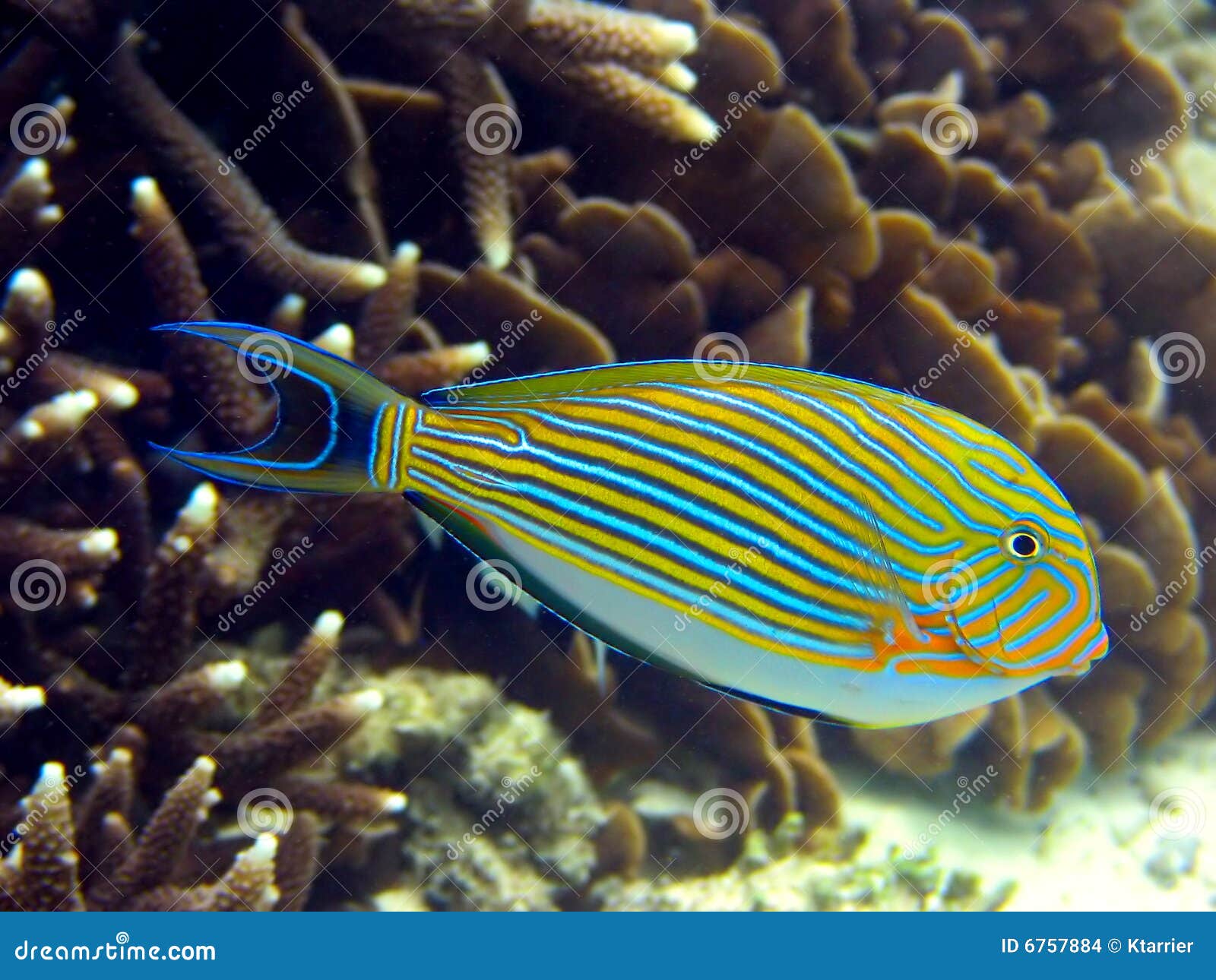 Striped Surgeaon Fish stock photo. Image of nature, ocean - 6757884