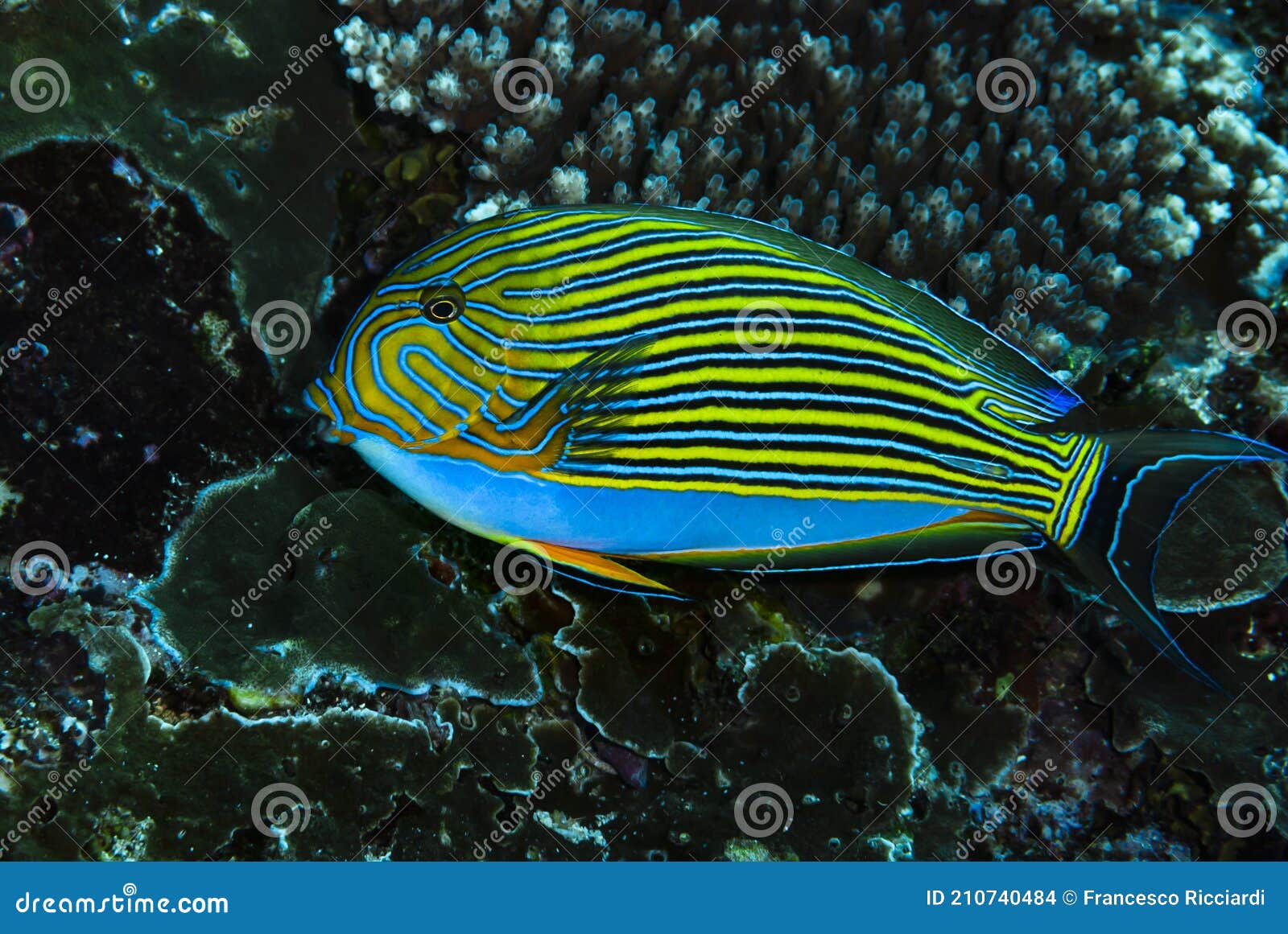 Striped Surgeonfish Acanthurus Lineatus Stock Photo - Image of ...