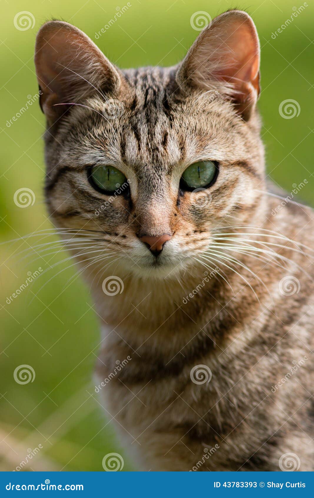 Striped Tabby Cat stock image. Image of tabby, beautiful - 43783393