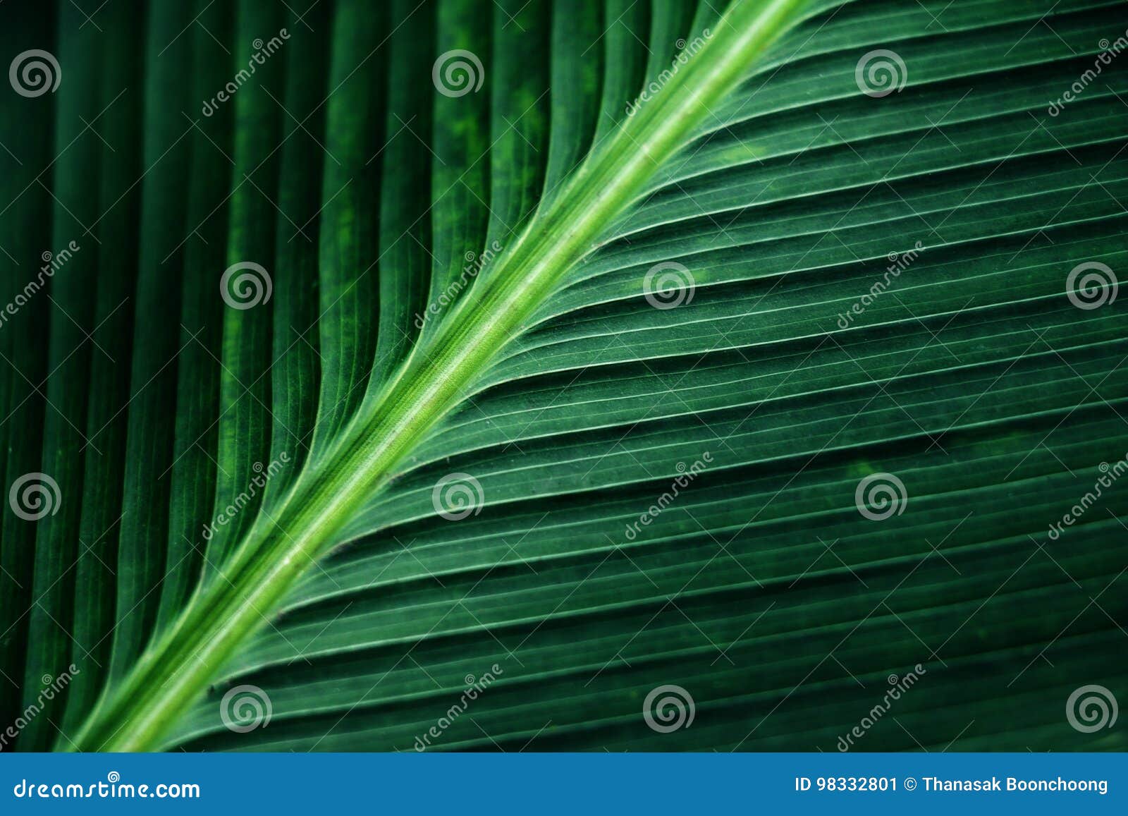 Striped Texture of Green Palm Leaf, Abstract of Banana Leaf. Stock ...