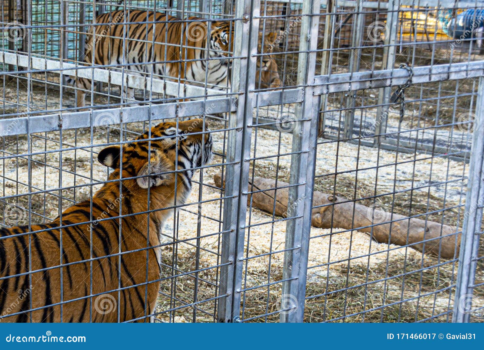 A Striped Tiger in a Cage Sniffs a Fence. Captivity of Wild Predators ...
