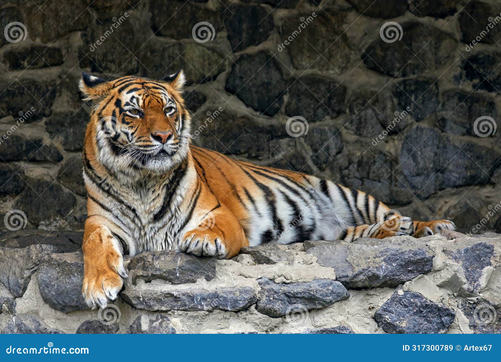 A Striped Tiger Lying on the Stones in the Zoo Stock Image - Image of ...