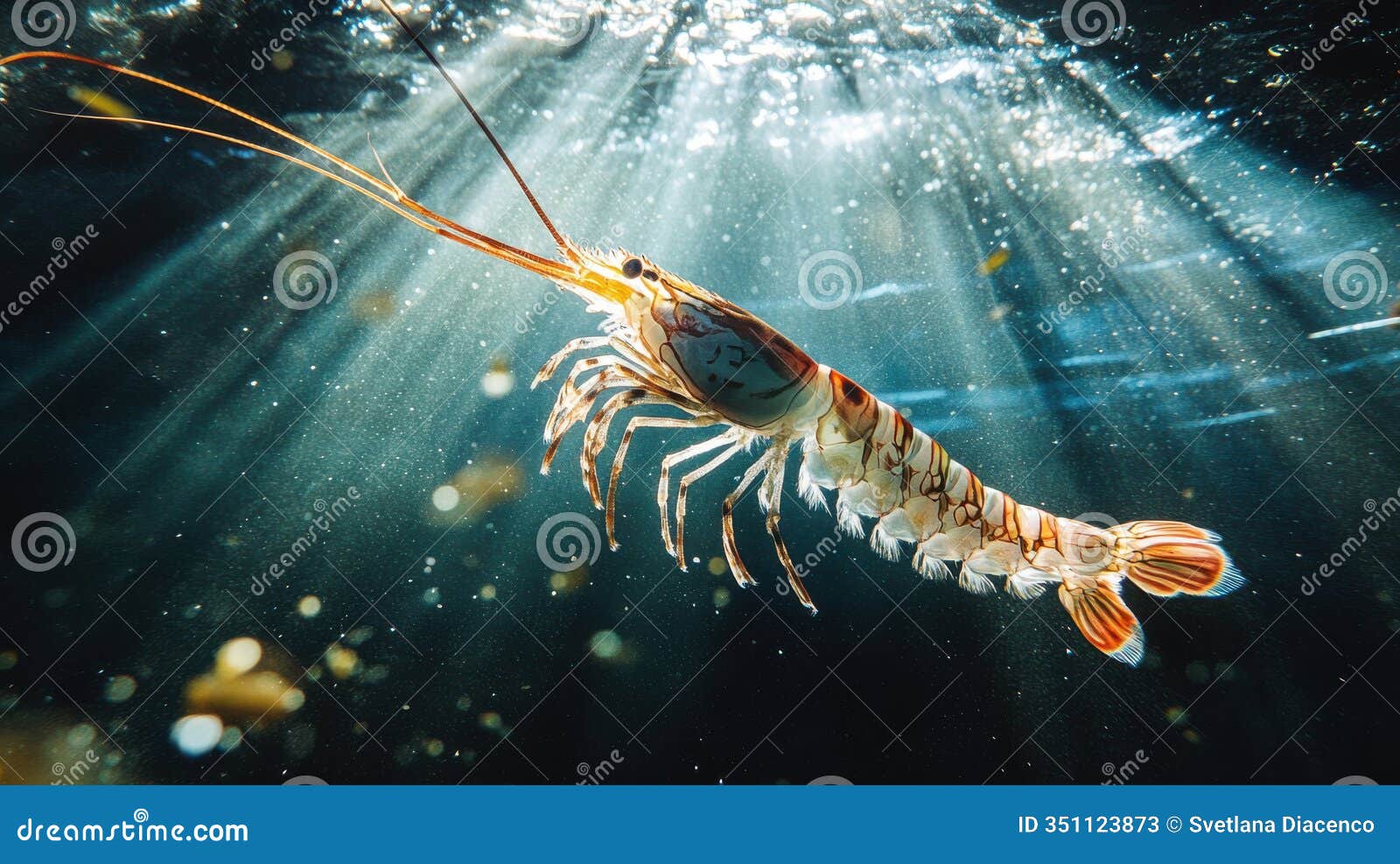Striped Tiger Prawn Swimming Amidst Microplastics And Pollution Royalty ...