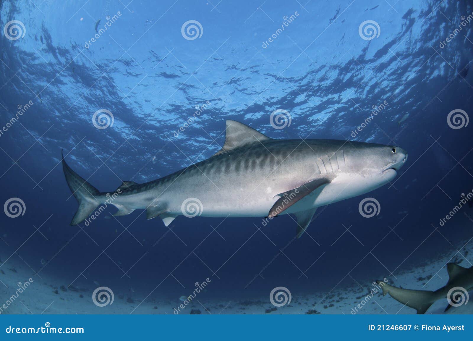 Striped Tiger shark stock image. Image of underwater - 21246607