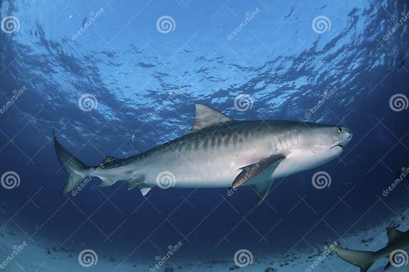 Striped Tiger shark stock image. Image of underwater - 21246607