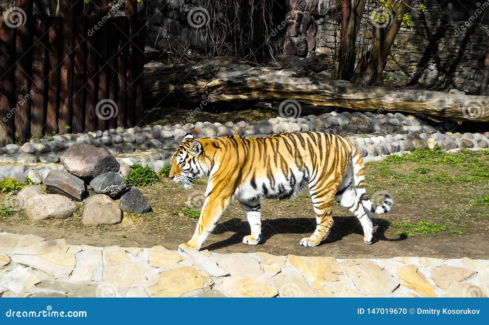 Striped tiger at the zoo stock photo. Image of background - 147019670